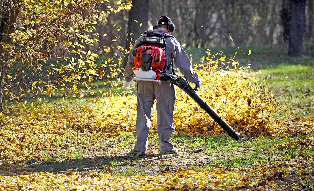 Pourquoi ramasser les feuilles avant l'hiver ? Explications